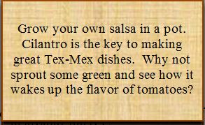 Growing Cilantro, a Kitchen Garden Essential – ecogreenlove