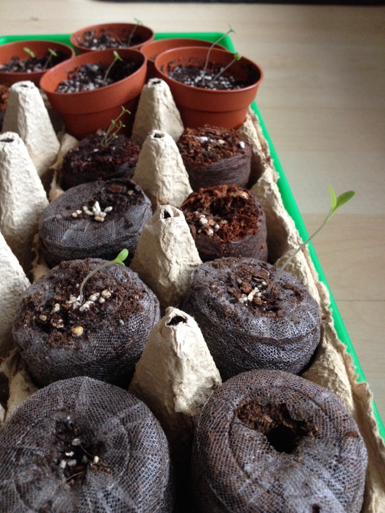 Starting this year’s ecogreenlove garden and how to store seeds ...