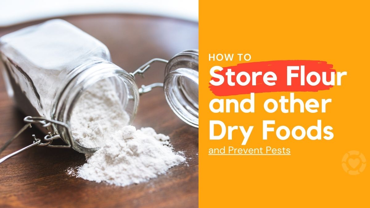 How to store Flour (and other dry foods) and prevent pests – ecogreenlove