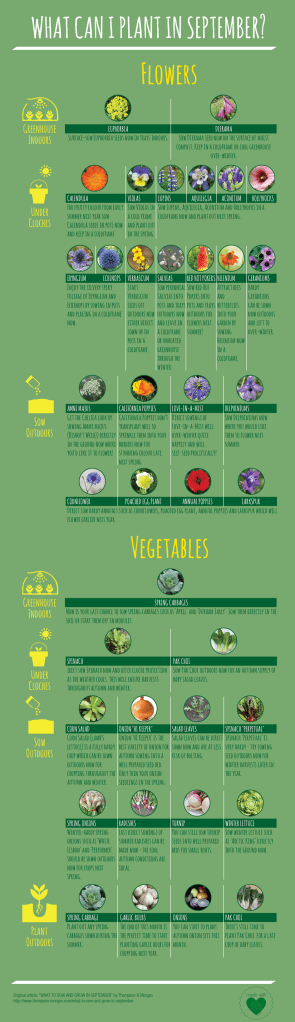 What to sow and grow in September – ecogreenlove