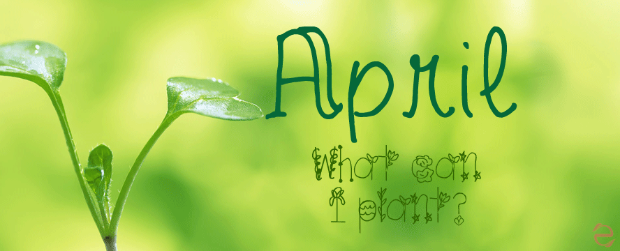 What can I plant in April? [Infographic] – ecogreenlove