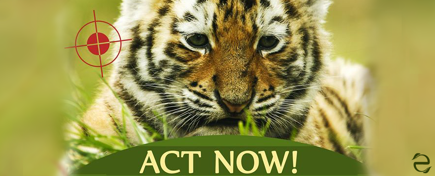 Environmental Dates: International Tiger Day – ecogreenlove
