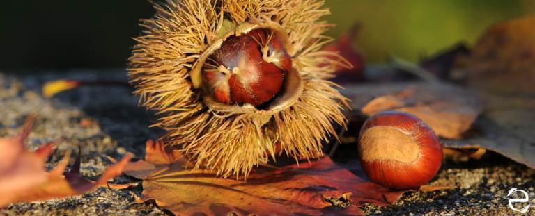 DIY: Autumn Crafts with Conkers – ecogreenlove