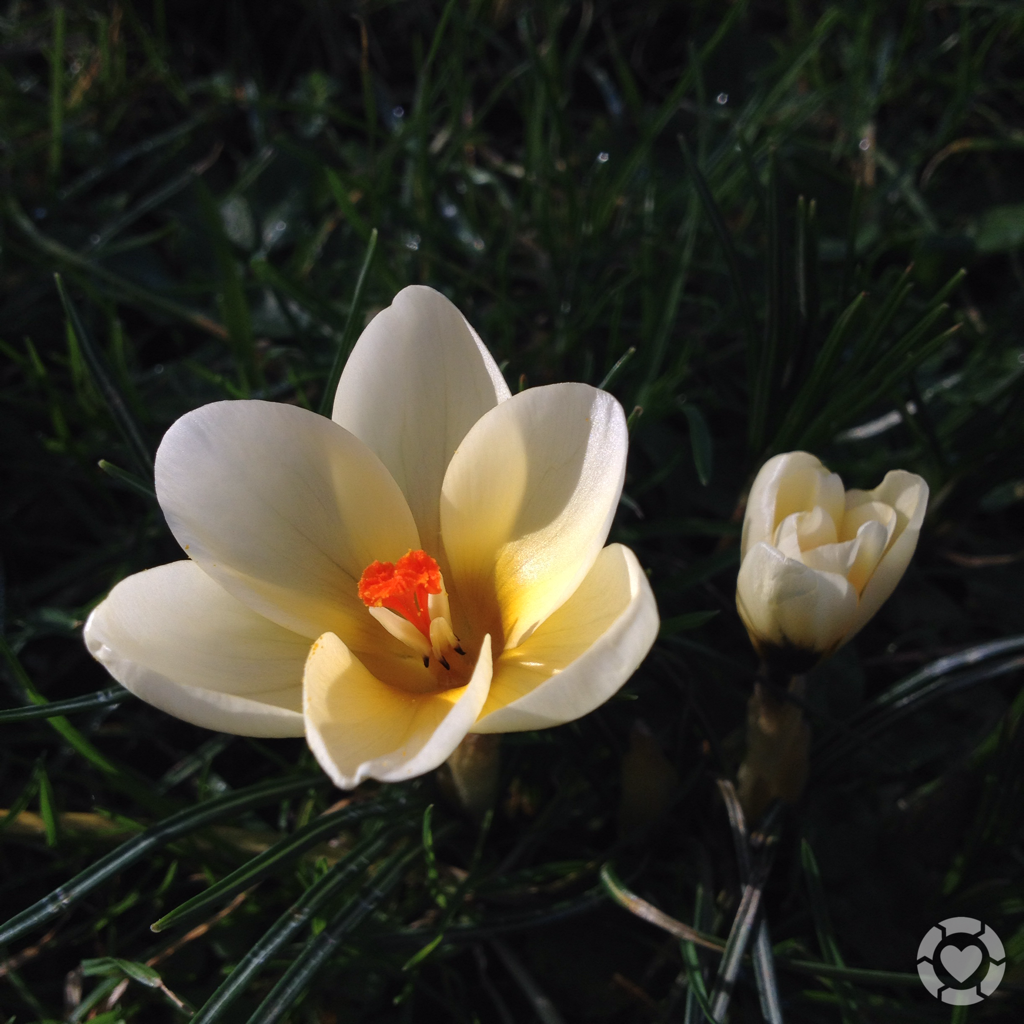 Signs of Spring – ecogreenlove