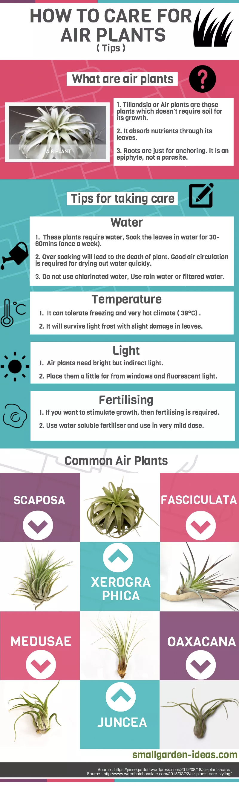 Air Plants Guide [Infographic] – ecogreenlove