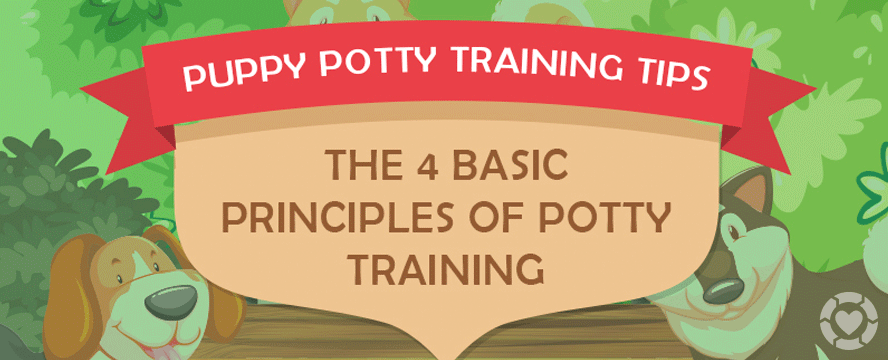 The 4 Basic Principles of Puppy Potty Training [Infographic] – ecogreenlove