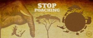 Stop Poaching [Infographic] – ecogreenlove