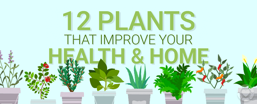 Plants that improve your Health and Home [Infographic] – ecogreenlove