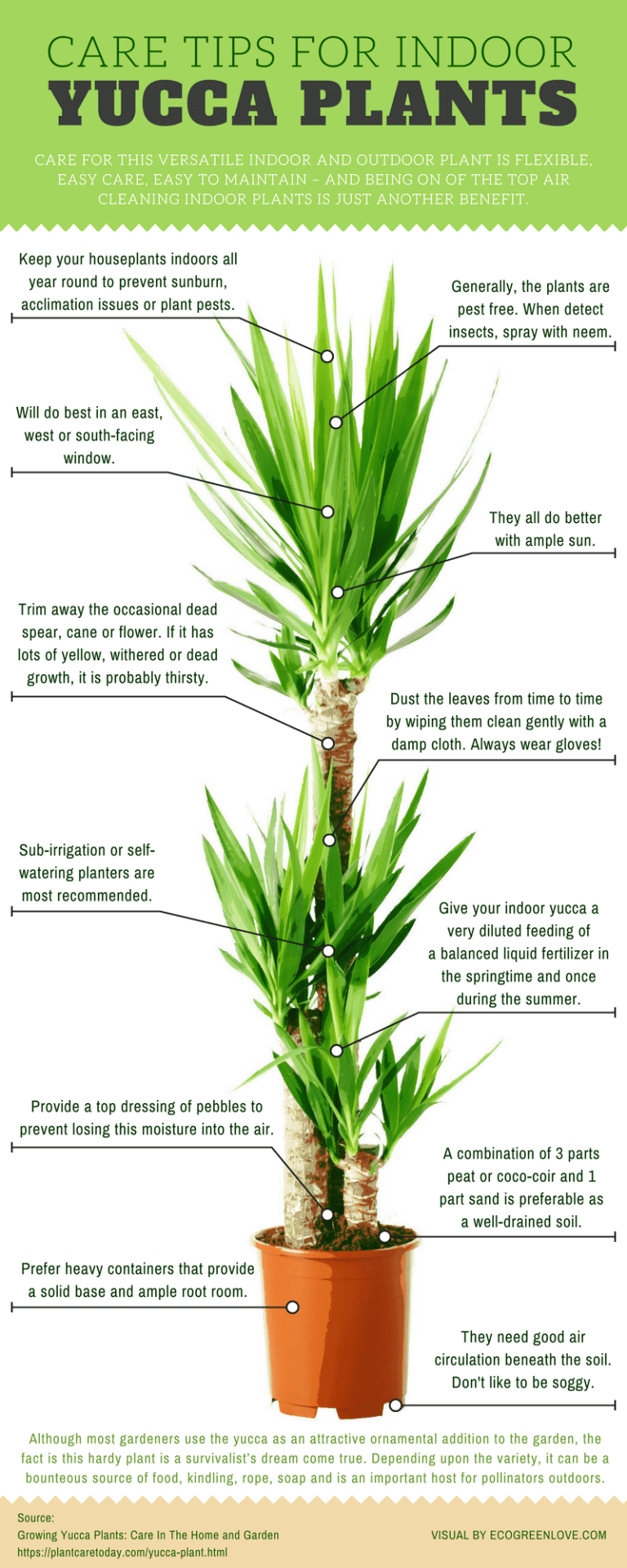 Growing Yucca Plants [Infographic] – ecogreenlove
