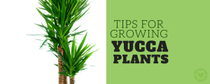 Growing Yucca Plants [Infographic] – ecogreenlove