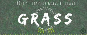 10 popular types of grasses to plant in all seasons [Infographic ...