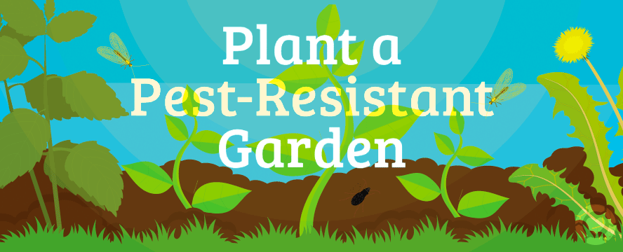Plant a Pest-Resistant Garden [Infographic] – ecogreenlove