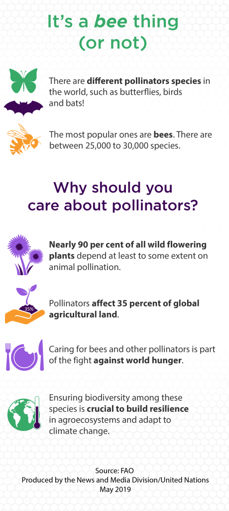 Why should you Care about Pollinators [Infographic] – ecogreenlove