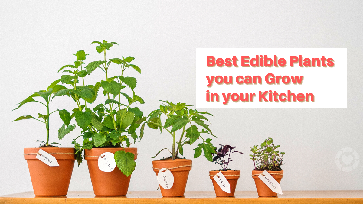 The Best Edible Plants you can Grow in your Kitchen – ecogreenlove
