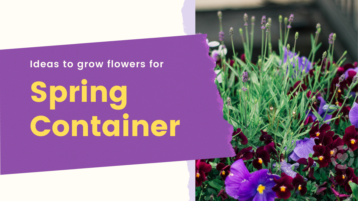 Ideas to Grow Flowers for Spring Containers – ecogreenlove