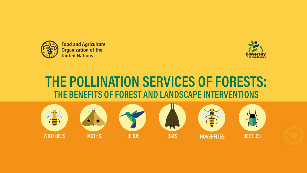The Pollination Services of Forests [Infographic] – ecogreenlove