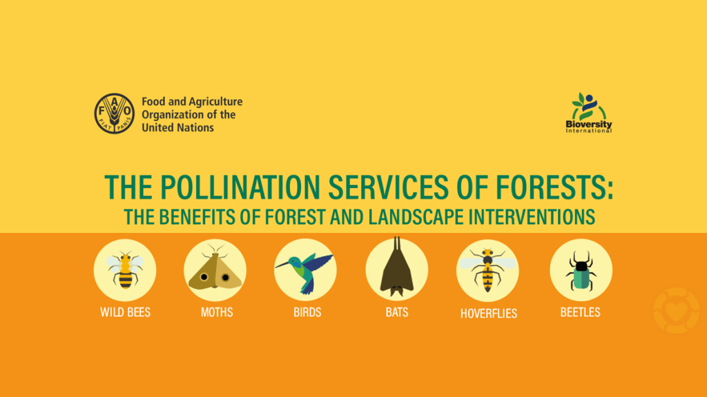 The Pollination Services of Forests [Infographic] – ecogreenlove
