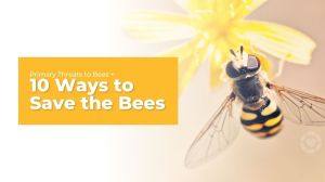 Primary Threats to Bees + 10 ways to save them [Visuals] – ecogreenlove