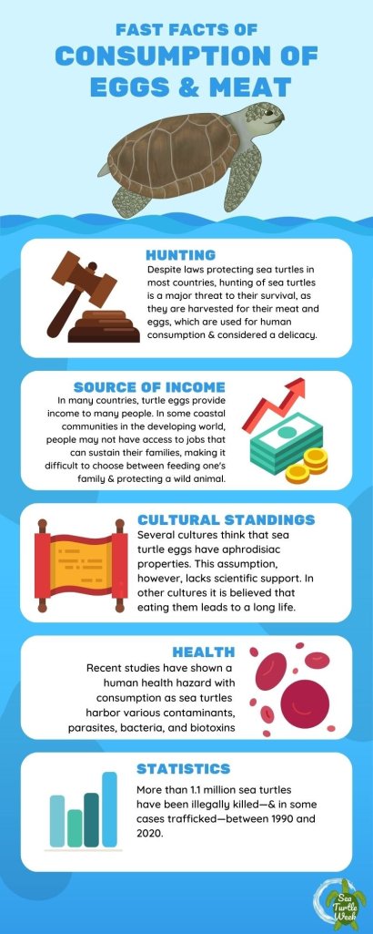 7 Threats to Sea Turtles + Ways You can Help [Visuals] – ecogreenlove