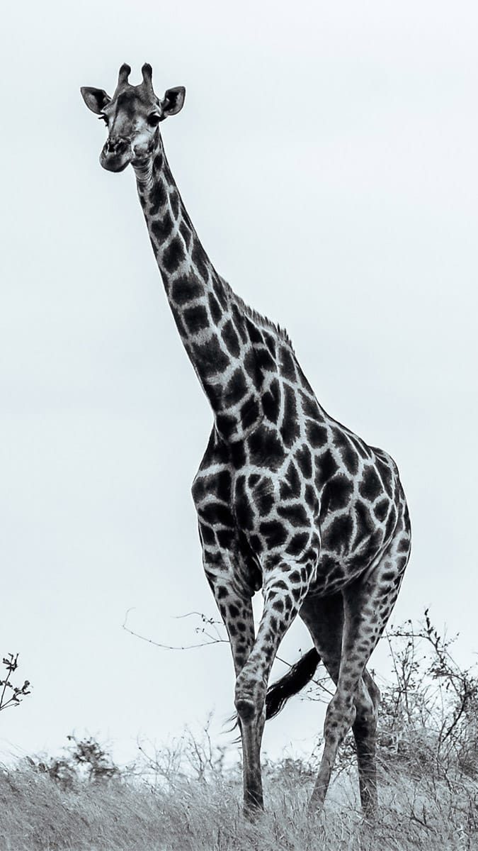 5 Facts about Giraffes + their Silent Extinction – ecogreenlove